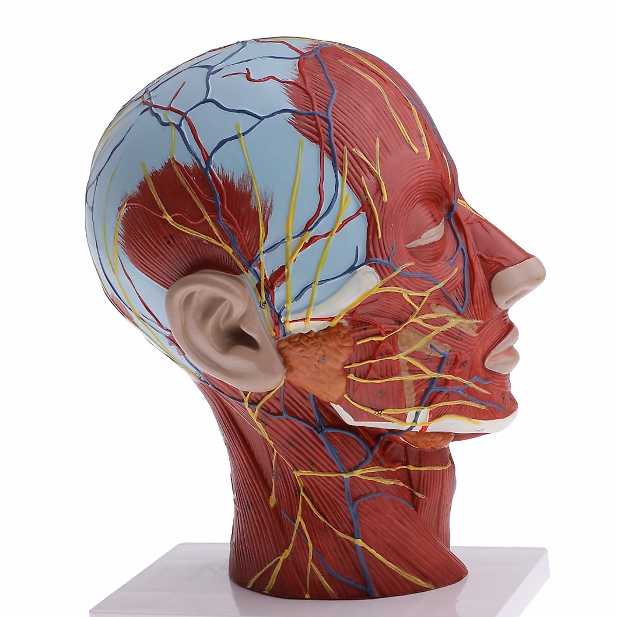 SM SunniMix Median Section of 1:1 Human Head & Neck Superficial Muscle Nerve Model Kit