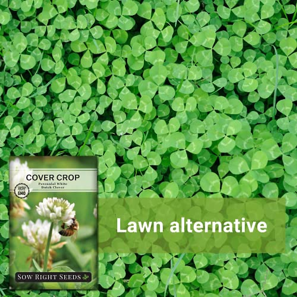 Sow Right Seeds - White Dutch Clover Seed for Planting - Cover Crops to Plant in Your Home Garden - Nitrogen Fixer - Clover Seeds Ground Cover - Non-GMO Heirloom Seeds - Gardening Gift