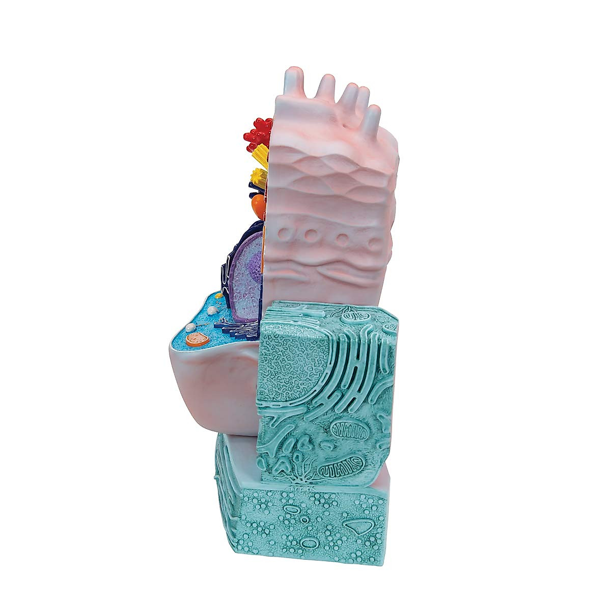 3B Scientific R04 Animal Cell Model, 8.3" x 4.3" x 12.2"