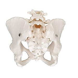 3B Scientific A61 Female Pelvic Skeleton - 3B Smart Anatomy