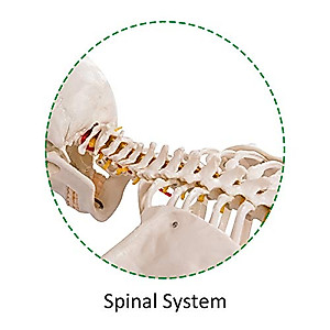 Giantex B010L18XEW Life Size 70.8" Human Anatomical Anatomy Skeleton Medical Model + Stand