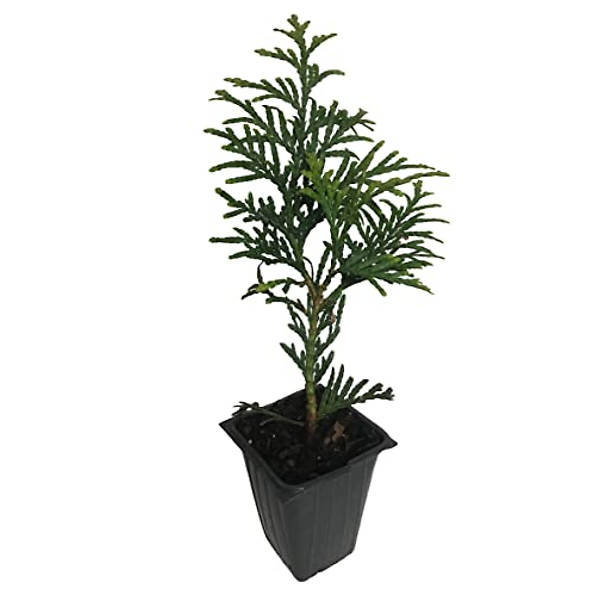 10 Thuja Green Giant Arborvitae 8-12" tall trees