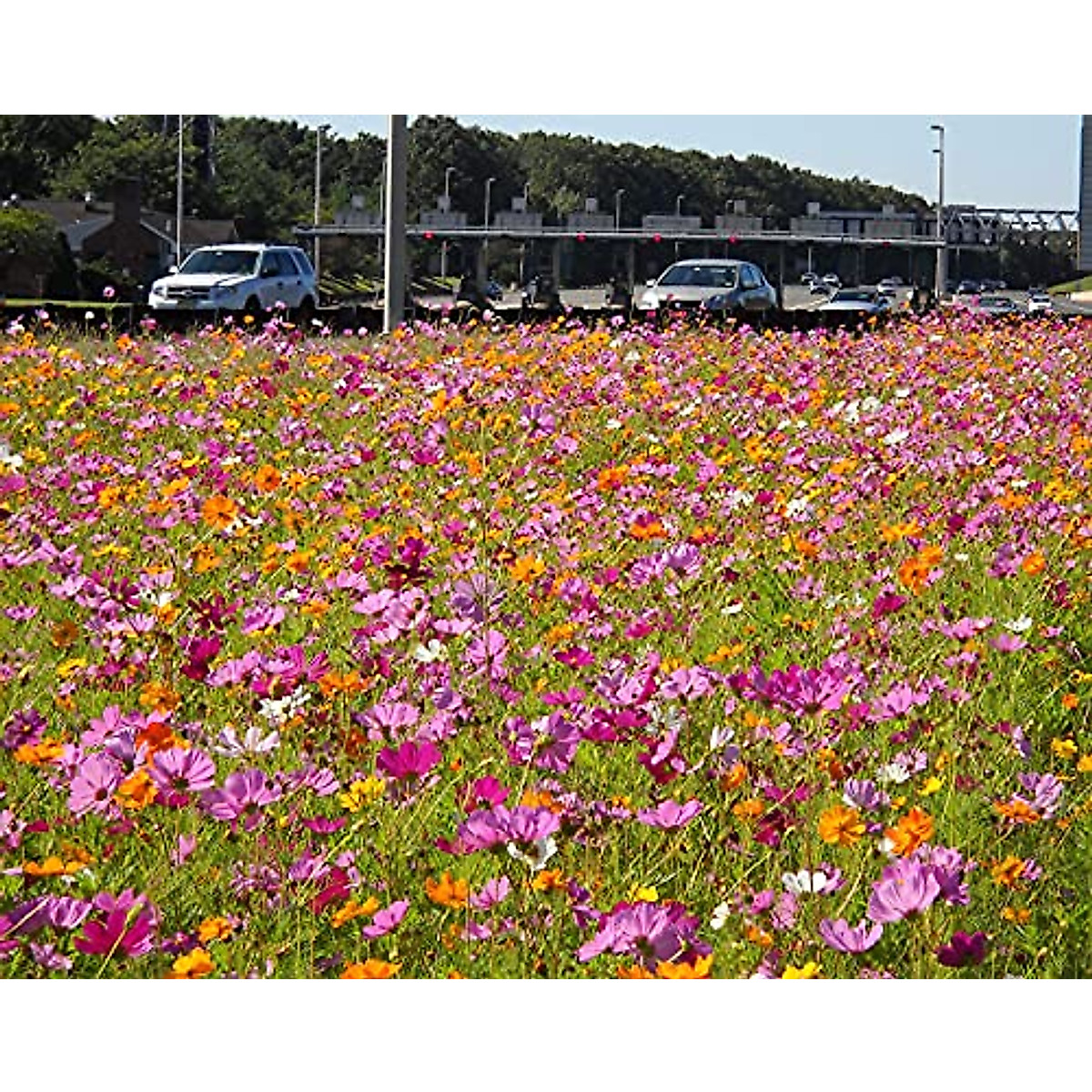 Garden State Parkway Wildflower Seeds - Annuals - Attracts Birds and Butterflies