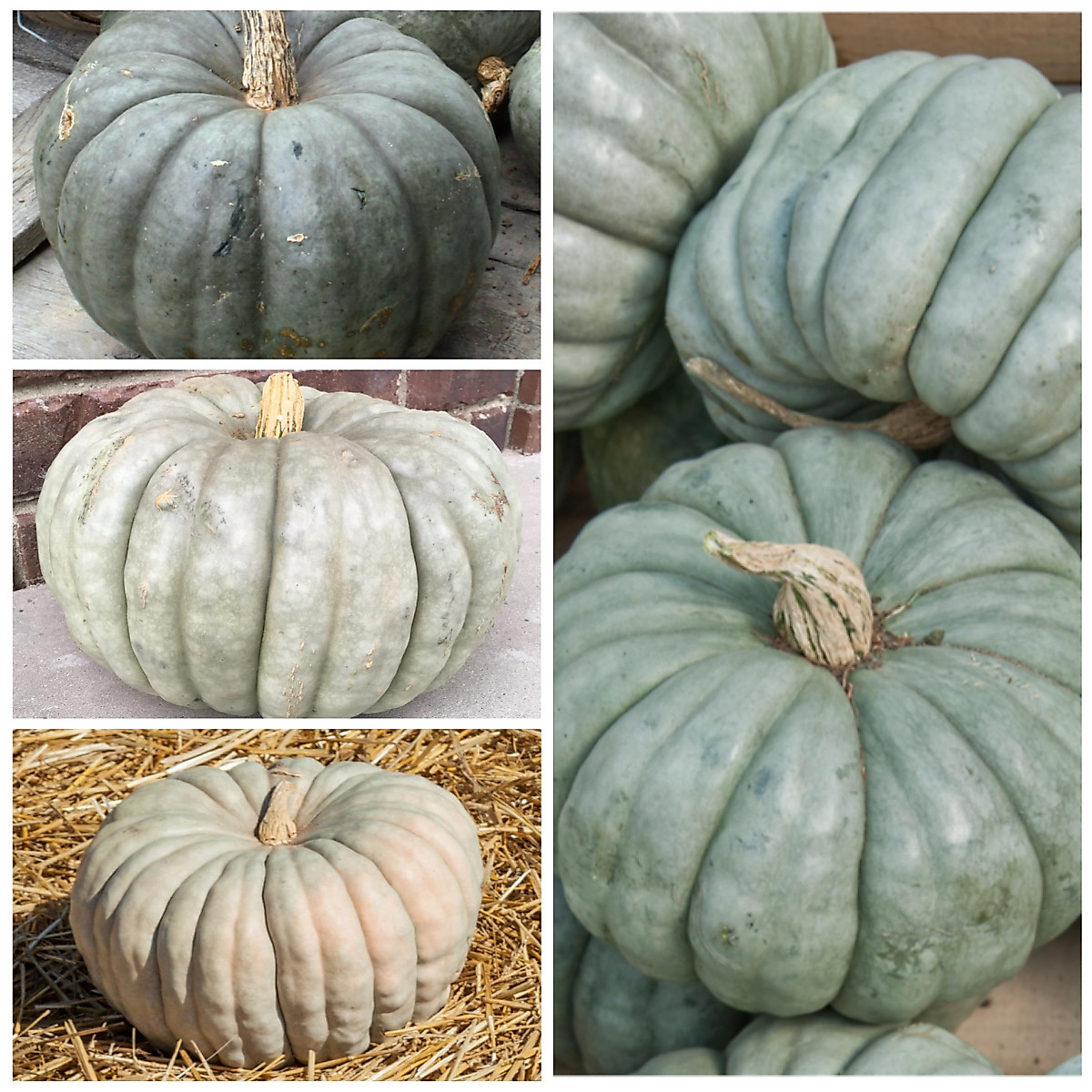 Seed Needs, Blue Jarrahdale Pumpkin Seeds - 20 Heirloom Seeds for Planting Cucurbita Maxima - Non-GMO & Untreated - Tasty Decorative Pumpkin for Halloween & Fall (1 Pack)