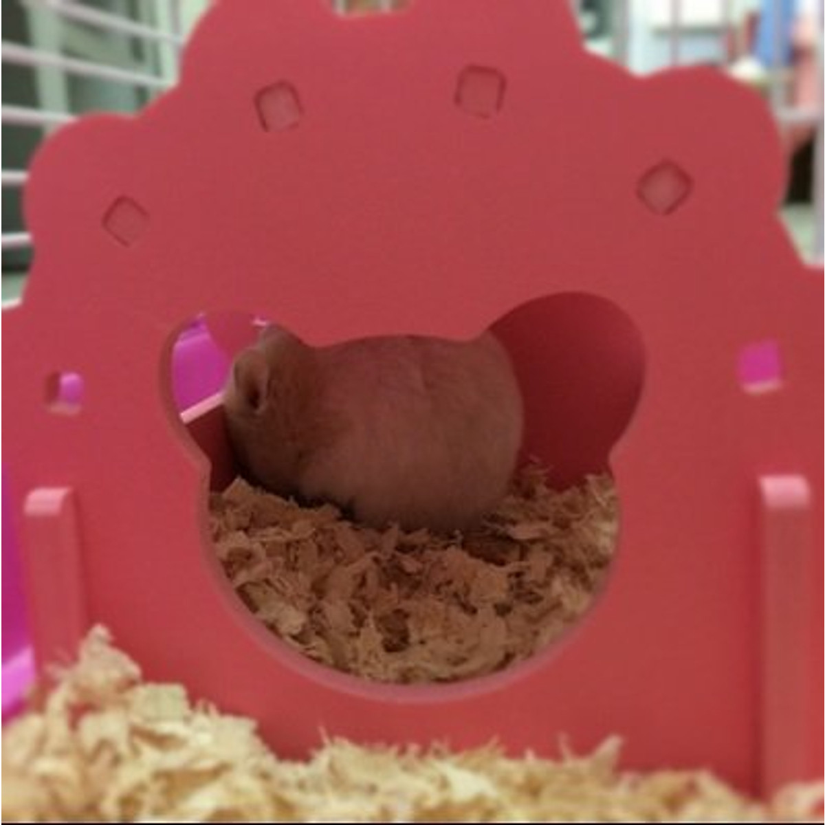 Hamster House Cage Wood Chew Toy DIY Colorful Hut for Hamster Gerbil Rat Small Animals Hideout with Free Hamster Lead Leash (L, Green)