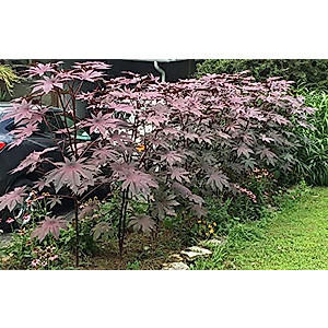 Onalee's Seeds Castor Bean -Deep Purple- New Zealand Purple, Tropical Look, Fast Growing - Ricinus Communis, (16+ Seeds) Grown in and Shipped from USA!