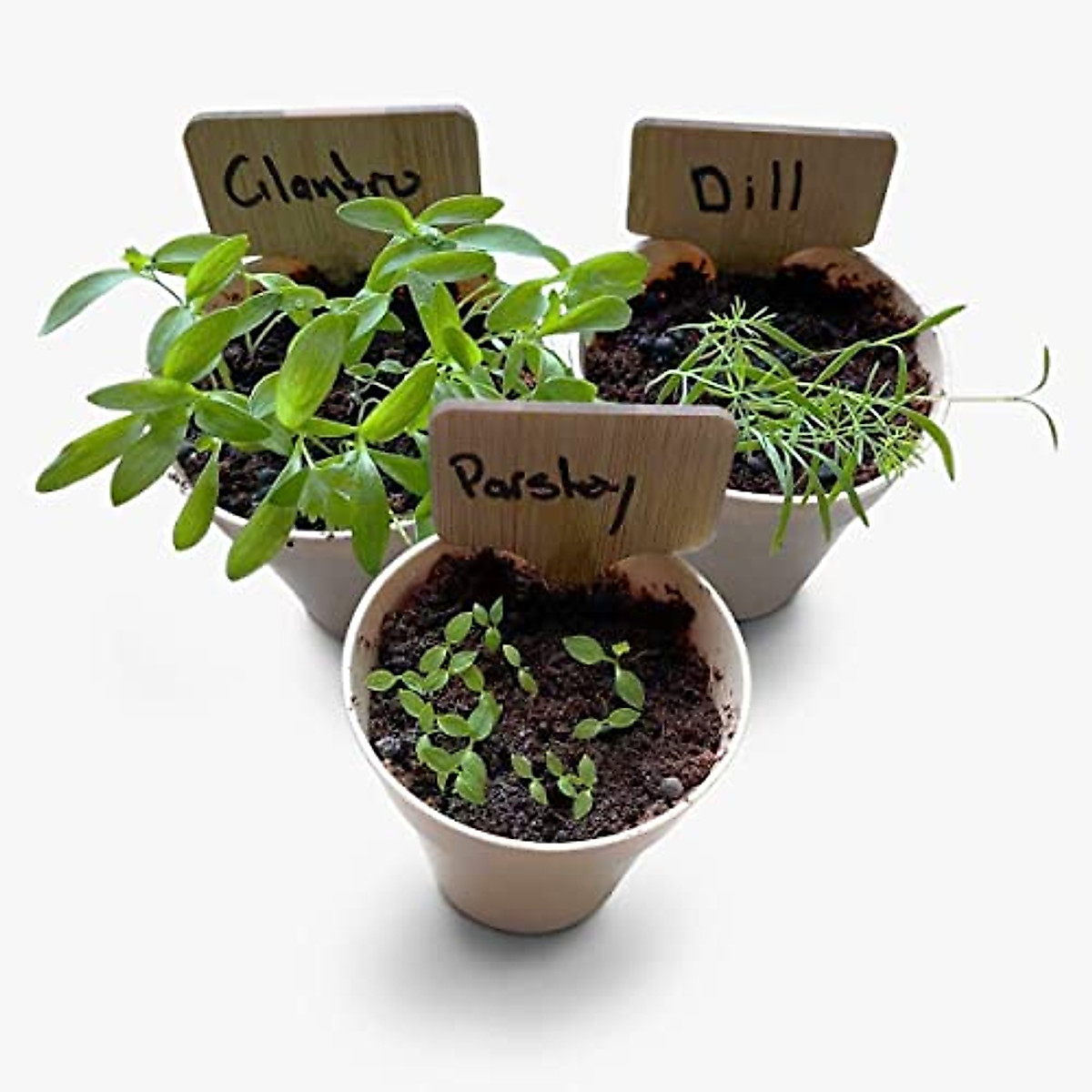 ECOgardener Herb Garden Kits - Indoor Herb Garden Kits - Herb Seed Kits for Indoor Gardening - Window or Kitchen Herb Garden Kits - 5 Pack + 2 Bonus Herbs