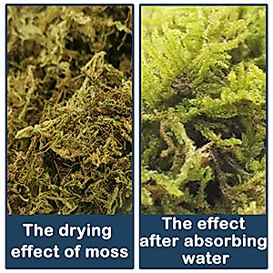 Hamiledyi Natural Sphagnum Moss Bedding Reptile Moss for Frogs Toads Salamanders Turtles Anoles or Green Snakes and Other Reptiles and Amphibians (10.58 OZ)