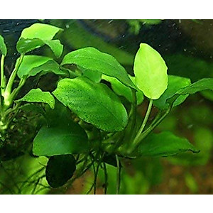 Anubias Barteri Coin Leaves Live Aquarium Plants Freshwater Rhizome 3 Days Live Guaranteed by Mainam