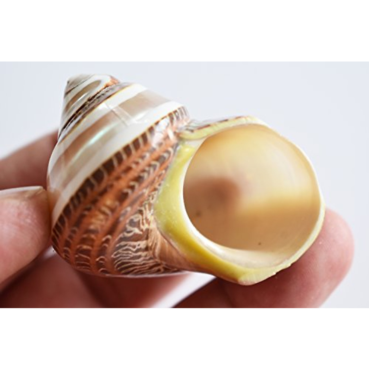 FSG - Select 10 Hermit Crab Shells Deluxe Turbo Changing Seashells Medium 1"-2" Size (Opening Size 1/2" - 1") Beautiful