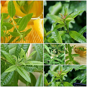 200-Lemon Verbena Seeds for Planting - (Aloysia Wrightii) -