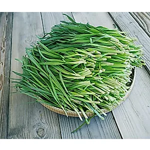 Chinese Leek Seeds for Planting(500 Seeds)