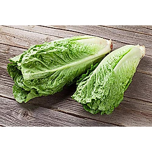 OldLadyRenee: 500+ Lettuce, Romaine-Parris Island Seeds