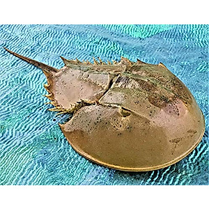 Real Horseshoe Crab Shell with Legs Shell Specimen Collectible