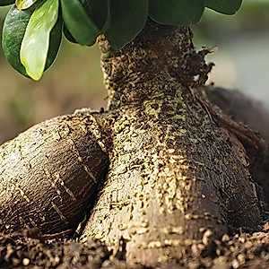 Brussel's Bonsai Live Gensing Grafted Ficus Indoor Bonsai Tree-4 Years Old 6" to 8" Tall with Plastic Grower Pot, Small, Blank