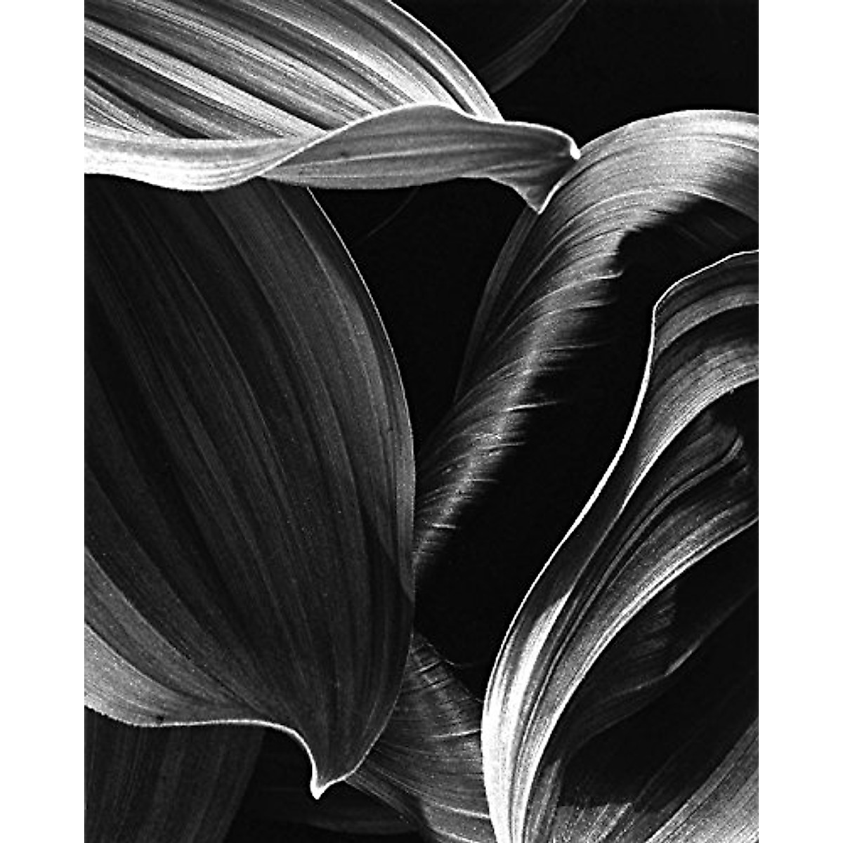 Corn Lily Abstract (#3)