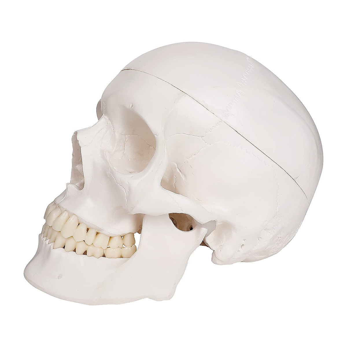 RONTEN Human Skull Model, Skull Anatomy Model, Life Size Replica Medical Anatomy Anatomical Adult Model with Removable Skull Cap and Articulated Mandible, Full Set of Teeth，7.2x4.2x4.95in