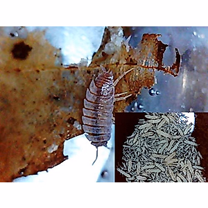 Dwarf Purple Isopods & Springtails, by Critters Direct