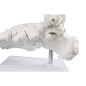 Vision Scientific VAJ211 Foot Skeleton Model (Right) | Shows Distal Portions of The Tibia and Fibula | Fully Articulated | Connected with Flexible Wire to Demonstrate Natural Movement
