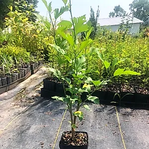 1 Purple Rose of Sharon Plants Live in Quart Container, Althea Hibiscus Plants Live, Hibiscus Flowers Plants Hibiscus Syriacus