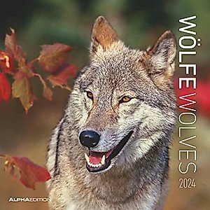 Wolves 2024 Brochure Calendar 30 x 30 cm (30 x 60 Open) Calendar with Space for Notes Wolves Picture Calendar Wall Planner Alpha Edition