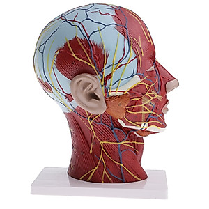 SM SunniMix Median Section of 1:1 Human Head & Neck Superficial Muscle Nerve Model Kit