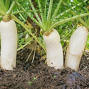 Outsidepride Daikon Radish AKA Chinese, Japanese, or Oriental Radish Cover Crop Seed - 5 LBS