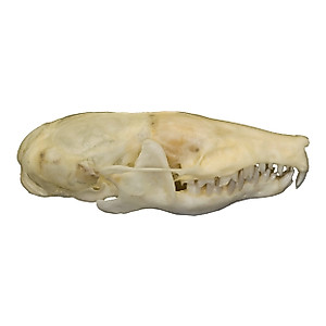 Real Eastern Mole Skull A Quality