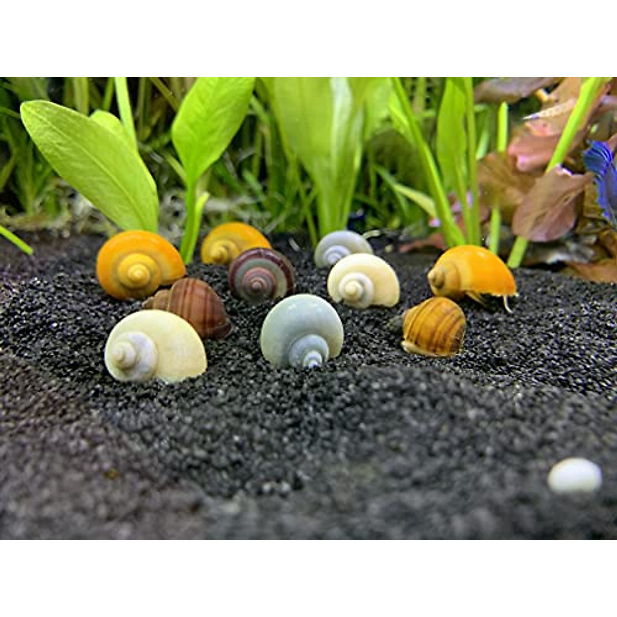 Shore Aquatic LLC Mystery Snail 10 Pack (Pomacea Bridgesii) Mix Colored Pack with Java Moss - Live Freshwater Snails Insulated Priority Mail