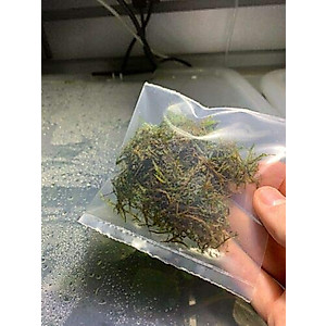 Marcus Fishtanks Java Moss Taxiphyllum Barbieri Easy Live Aquarium Plant - Buy 2 Get 1
