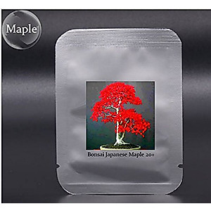 100% True Japanese Red Maple Bonsai Tree Cheap Seeds, Pro Pack, 20 Seeds / Pack, 2 Packs, Very Beautiful Indoor Tree NF924