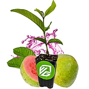 Barbie Pink Guava Tree Live Plant - Psidium guajava