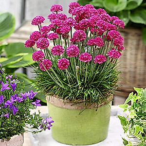 Outsidepride Armeria Maritima Thrift Sea Pink Garden Flower Plant Seed - 2000 Seeds