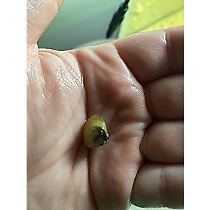 10 Baby Live Freshwater Clams: Perfect for Aquariums and Ponds Brown, Gold, Tan, Silver 1 Count (Pack of 10)