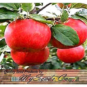 Big Pack - (500) Red Delicious Apple - Malus pumila Tree Seeds - Very Cold Hardy in Zones 3-8 by MySeeds.Co (Big Pack - Paradise Apple)