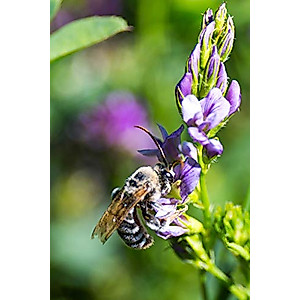 Alfalfa Seeds- Regenerative Cover Crop- Premium Certified Non-GMO Alfalfa Seeds - 1 Lb - High Germination, Conventional Alfalfa Seed -Garden Seed, Cover Crop, Field Growing, Alfalfa Hay, Alfalfa Honey