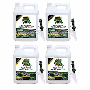 Natural Armor Animal & Rodent Repellent Spray. Repels Skunks, Raccoons, Rats, Mice, Deer Rodents & Critters. Repeller & Deterrent in Powerful Peppermint Formula – 128 Fl Oz Gallon Case of 4