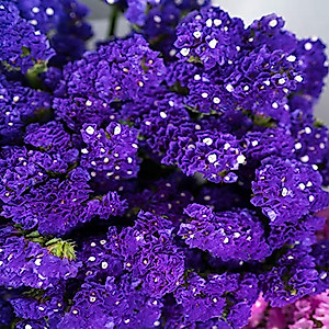 Outsidepride Limonium Statice Purple Everlasting Garden Cut Flowers for Dried Arrangements & Bouquets - 1000 Seeds