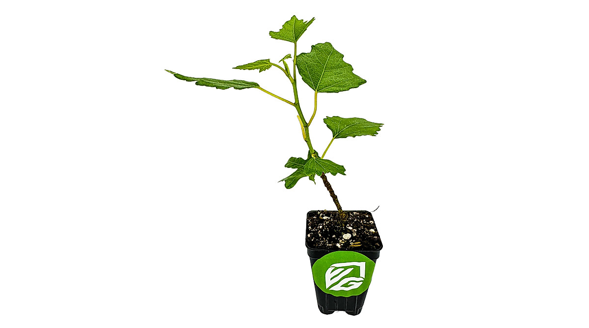 Beer's Black Fig Tree - Cold-Hardy Dwarf Fig Plant