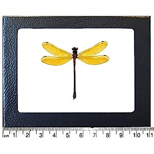 BicBugs Euphaea Lara Yellow Dragonfly damselfly Indonesia Framed