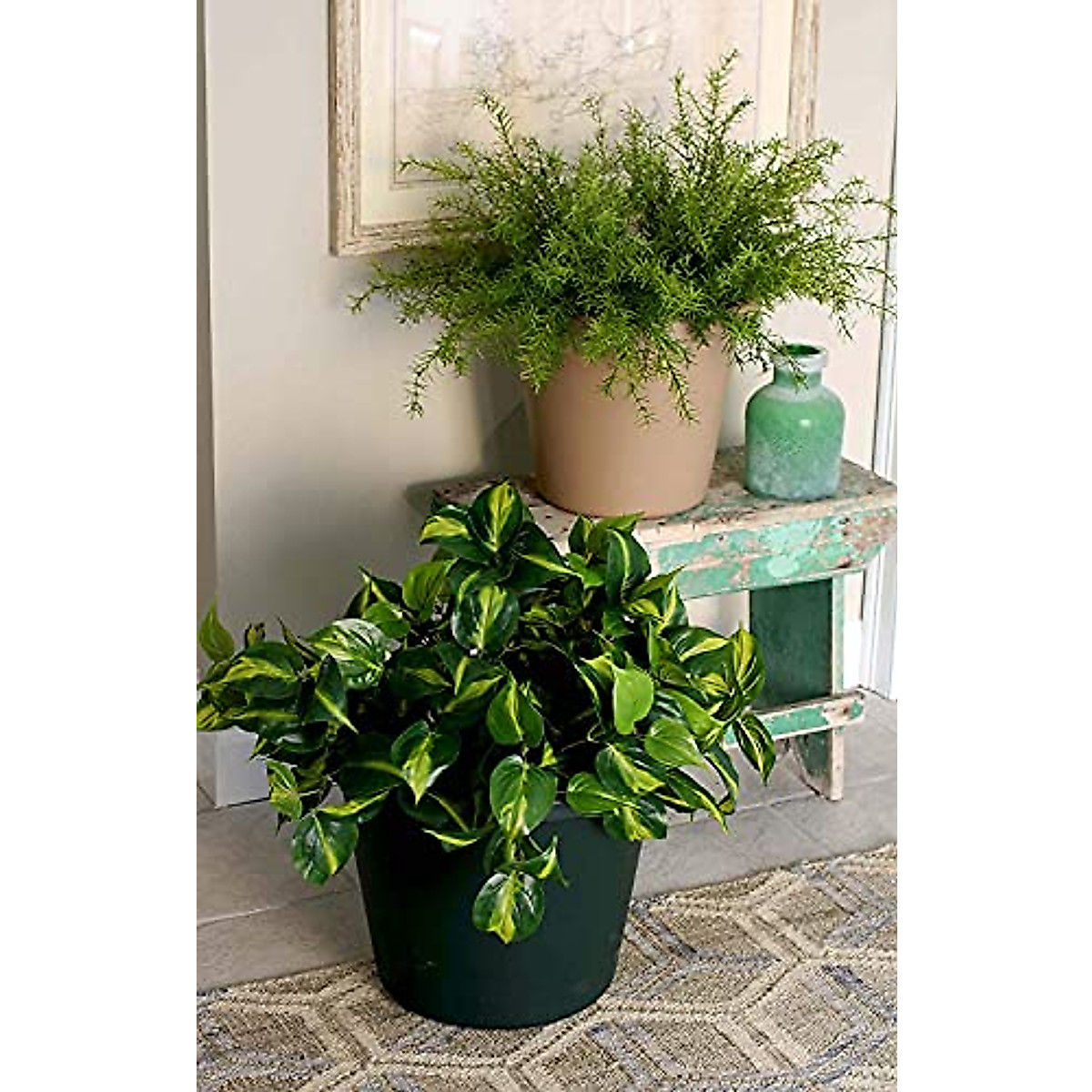 The HC Companies 14 Inch Round Classic Planter - Plastic Plant Pot for Indoor Outdoor Plants Flowers Herbs, Evergreen