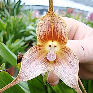 QAUZUY GARDEN 100 Rare Monkey Face Orchid Plant Seeds Monkey Orchid Monkey-Like Dracula Simia Seeds Blooms at Any Season Great Garden Gift