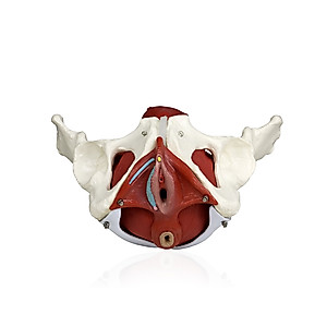 Jackson Global JS00024 Female Pelvis with Organs | Removable Organs Include Uterus, Colon and Bladder | Includes Detailed Instruction Manual