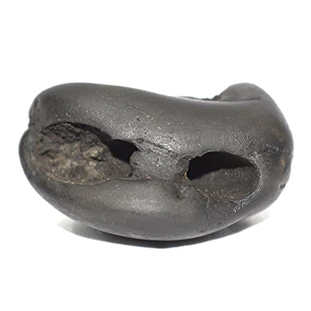 Rudrakshguru TriVikrama Shaligram - Gandaki River Nepal