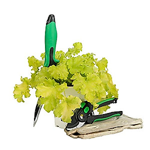 Proven Winners HEUPWP2127800 Dolce Apple Twist Coral Bells Live Plant, 4.5 in. Quart, Bright Green Foliage