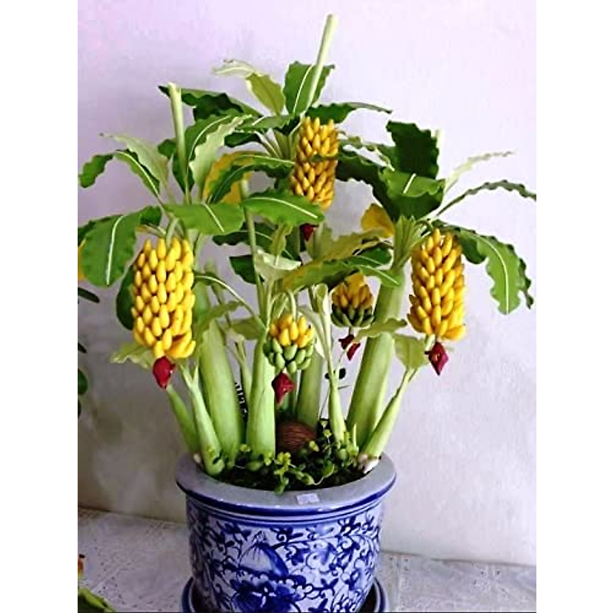 SeedsUP - 3+ Ornamental Banana Exotic (Dwarf Indoor Plant) Edible - Tree Green