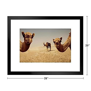 Close Up of Camels in Desert Photos Doha Qatar Photo Photograph Camel Pictures for Wall Africa Wildlife Egyptian Pyramids Camel Travel Tourism Matted Framed Wall Art Decor 26x20