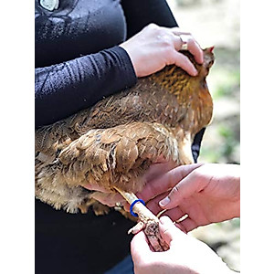 Happy Hen Treats Spiral Leg Bands for Pets, Size 11