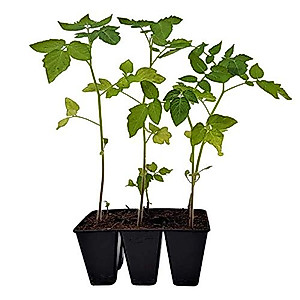 Extra Strength 6 Cell Seedling Starter Trays, 60 Pack (360 Cells), for Seed Germination and Plant Propagation Planting Starting Plugs