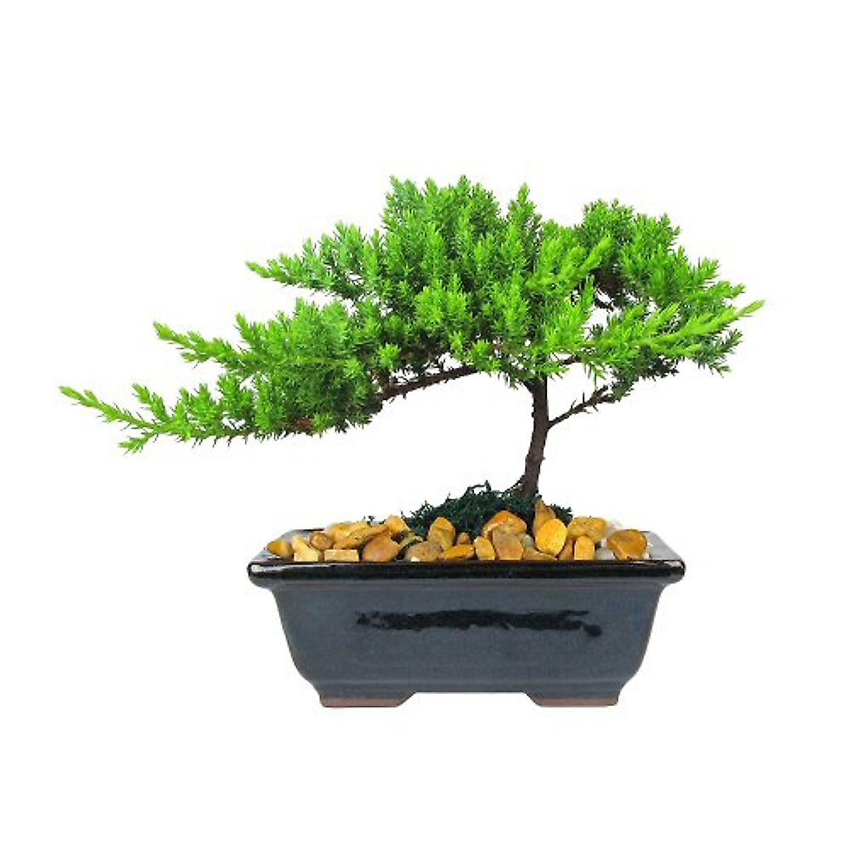 Eve's Garden Japanese Juniper Bonsai Tree, 6 Years Old Japanese Juniper, Planted in 6 Inch Ceramic Container, Outdoor Bonsai. !!! Cannot Ship to CA California & HI Hawaii !!!